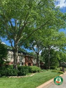 Tree Service Tulsa | Tree Removal & Trimming | Tulsa Tree Doc